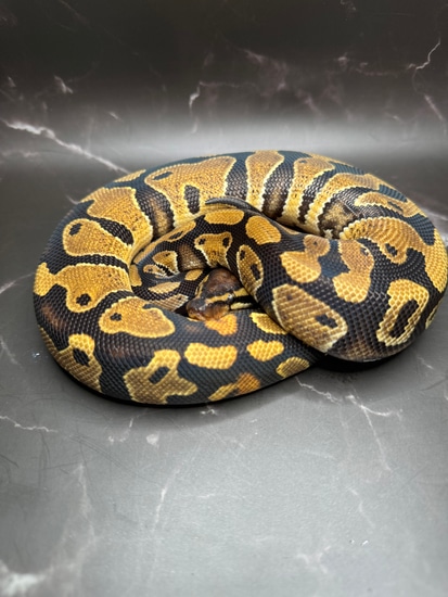 Normal, Het Pied/Clown/Ghost Ball Python by Rocky's Reptiles, LLC