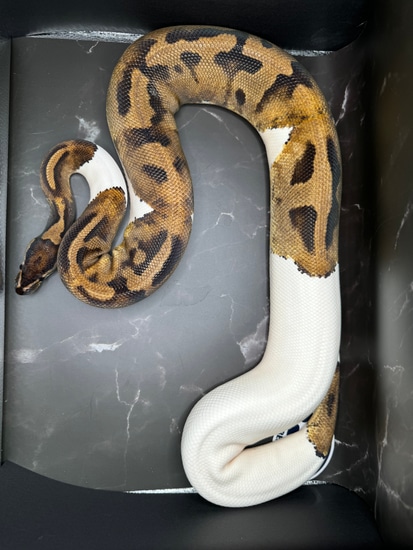 Eve - Citron Enchi Pied Ball Python by Rocky's Reptiles, LLC