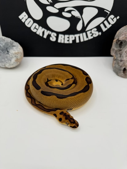 Leopard Enchi Clown Ball Python by Rocky's Reptiles, LLC