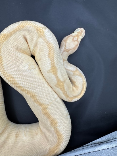 Banana - Mojave - Yellow Belly - Spider - Clown - Low Reserve Ball ...