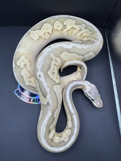 Black Pastel - Fire - Ghost - Het Clown Ball Python by Rocky's Reptiles ...