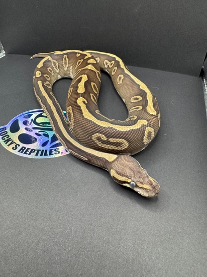 GHI Leopard Mojave Ball Python by Rocky's Reptiles, LLC