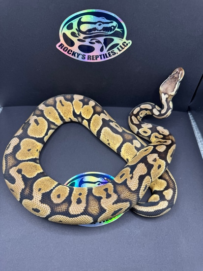 Pastel - Lace - Het Ghost Ball Python by Rocky's Reptiles, LLC