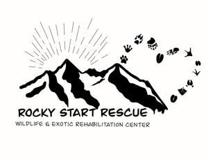 Rocky Start Rescue - MorphMarket