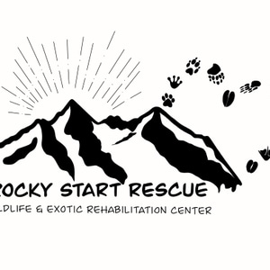Rocky Start Rescue - MorphMarket