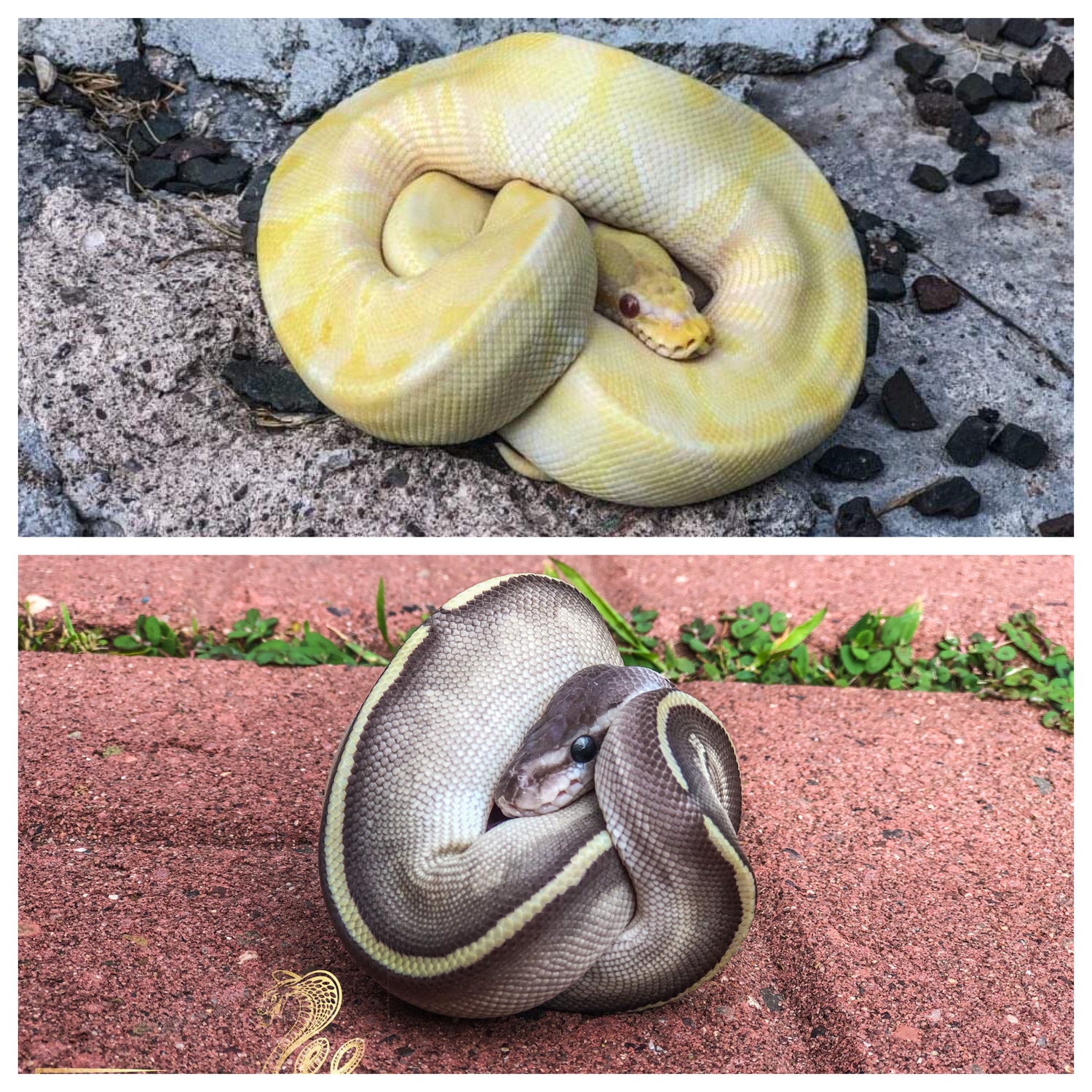 Bundle! Female Albino Pastel Bamboo And Male GHI Super Mystic Ball ...