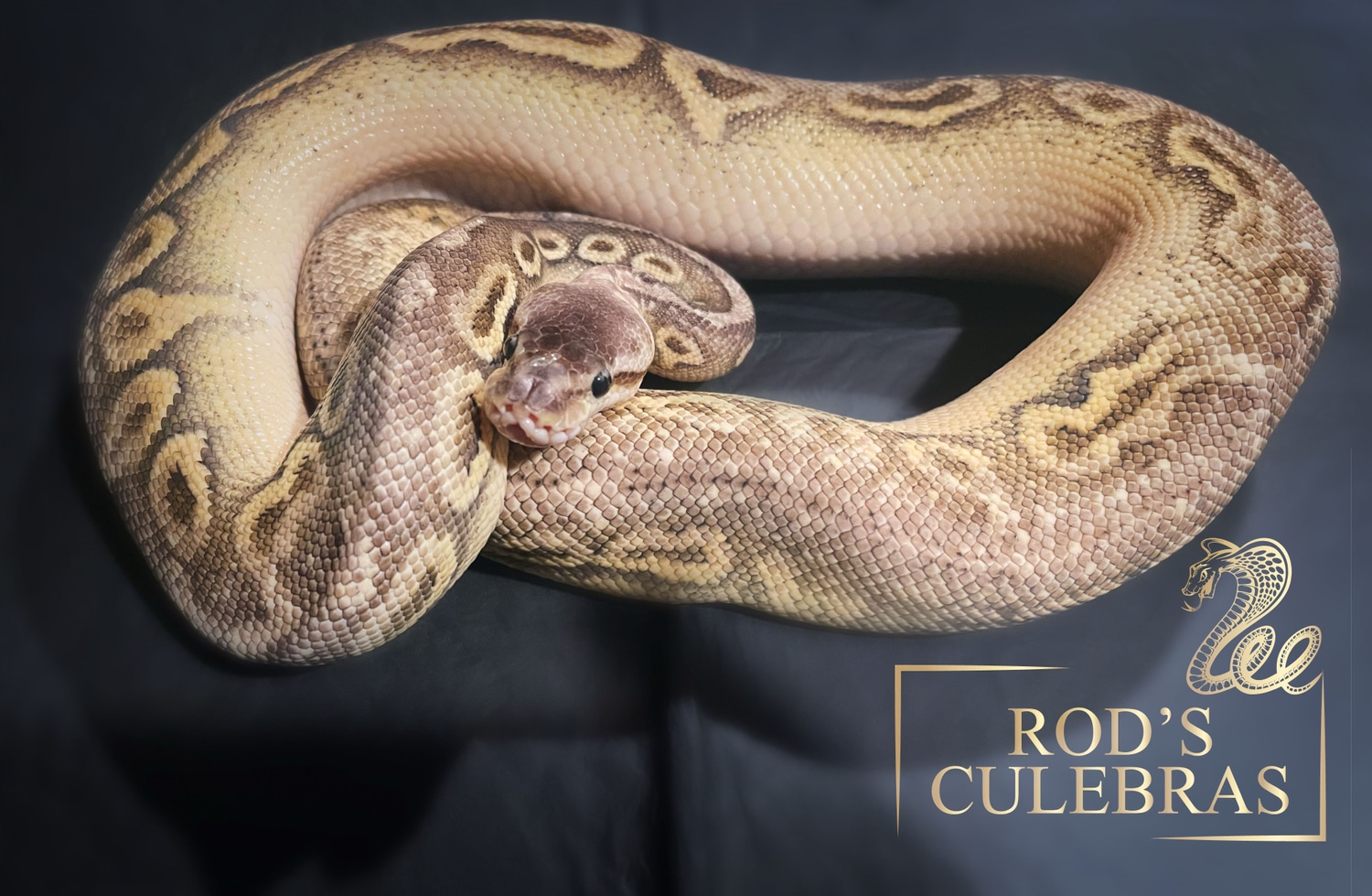 Sterling Ball Python by Rod's Culebras - MorphMarket