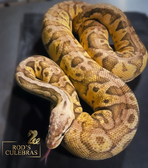 SuperFly Ball Python by Rod's Culebras