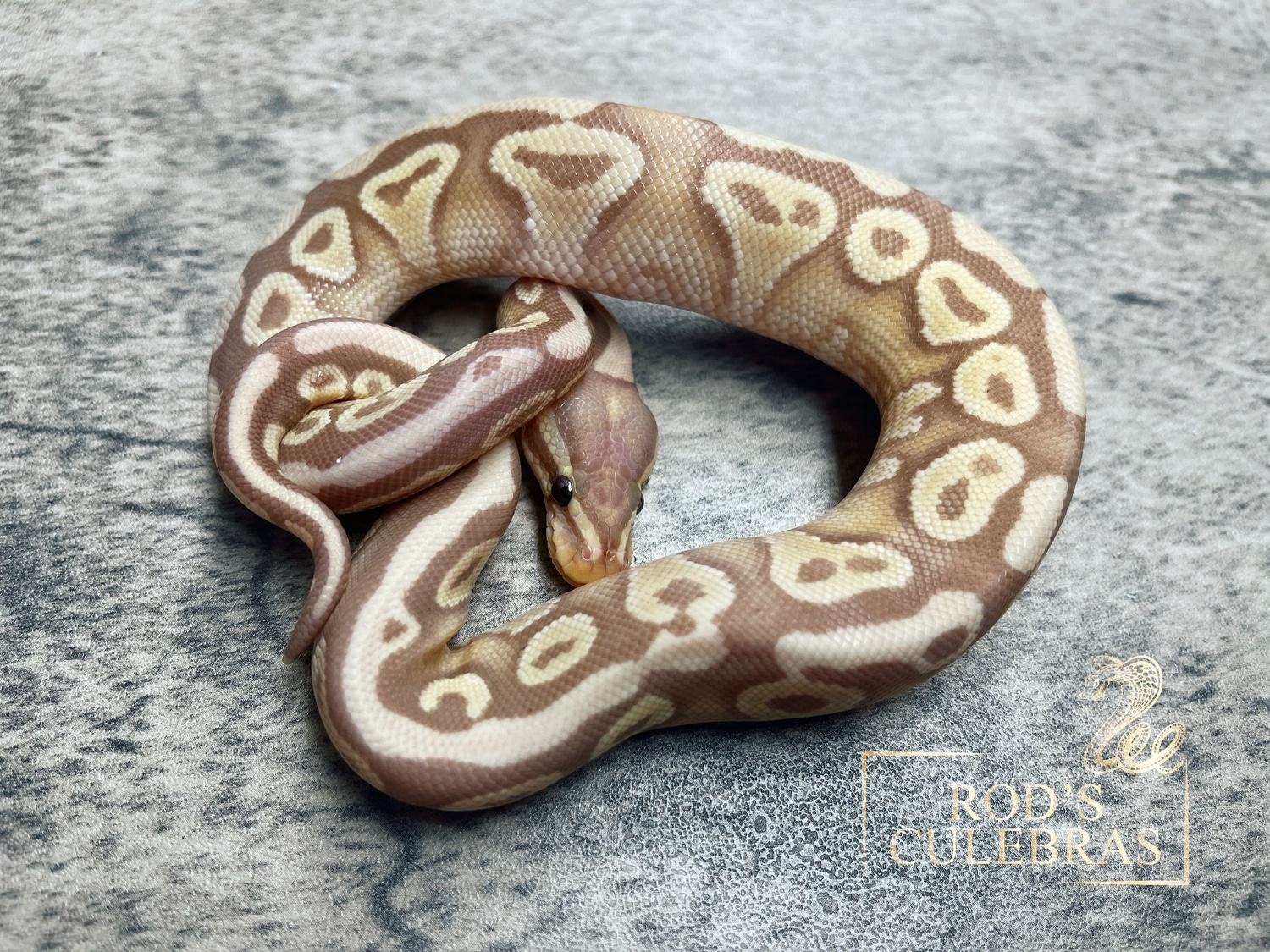 Banana Mojave Ball Python by Rod's Culebras - MorphMarket