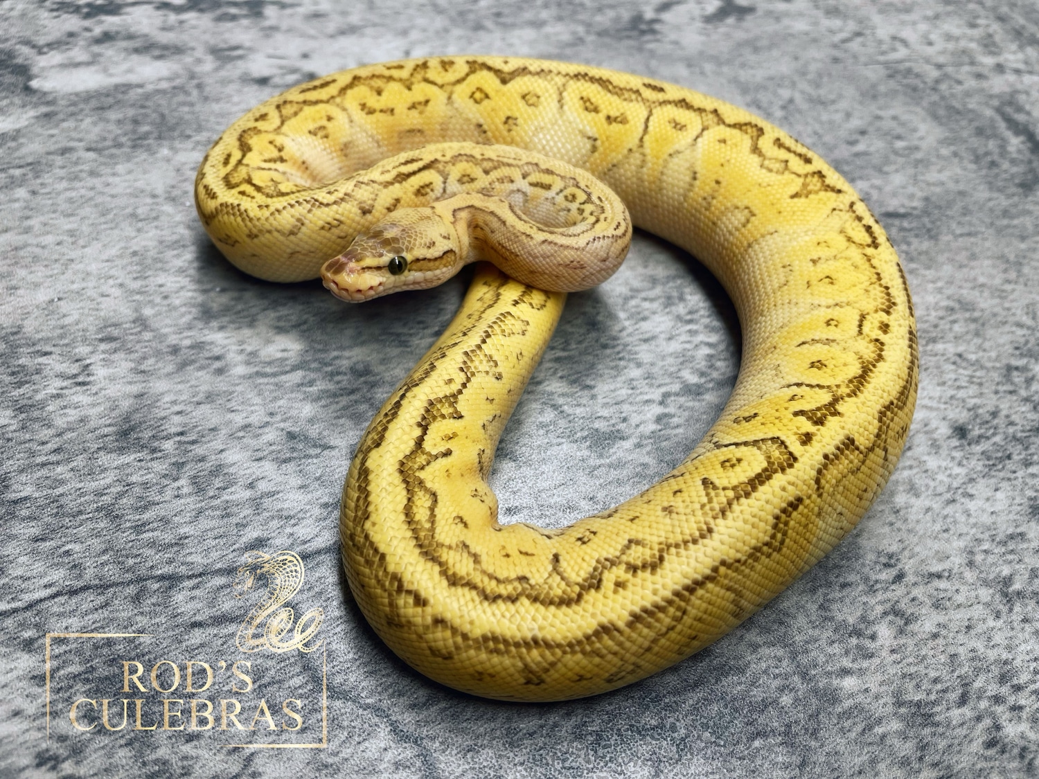 Emperor Pinstripe Ball Python by Rod's Culebras - MorphMarket