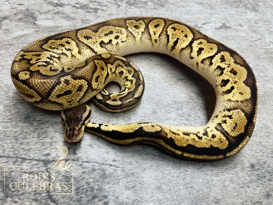 Pastel Bongo Ball Python by Rod's Culebras