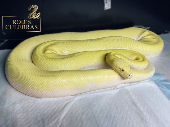 Ivory *FREE SHIPPING* Burmese Python by Rod's Culebras