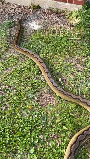 SunFire Motley *FREE SHIPPING* Reticulated Python by Rod's Culebras