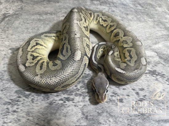 Pewter Ghost Ball Python by Rod's Culebras