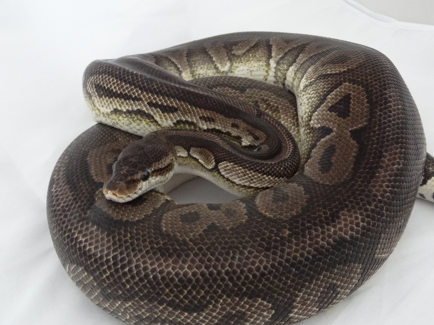 Pewter Ball Python by Rod's Culebras - MorphMarket