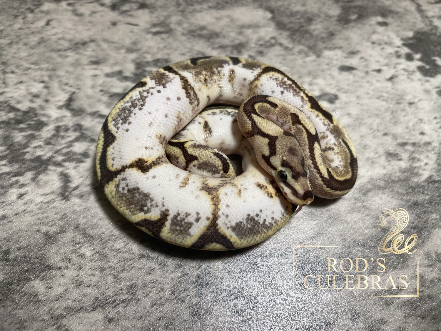 Calibee Ball Python by Rod's Culebras - MorphMarket