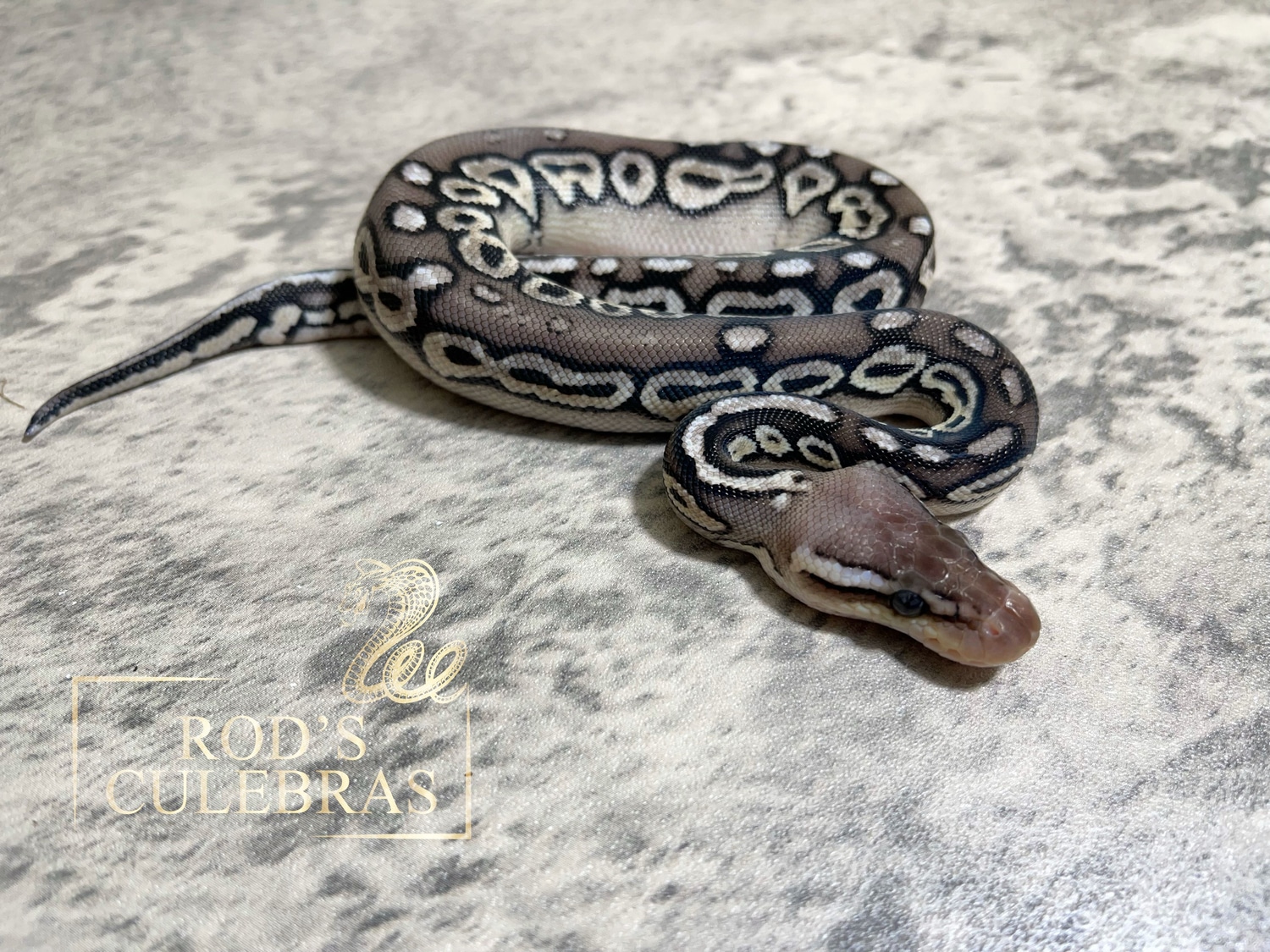 Black Pewter 50% DH DG Clown Ball Python by Rod's Culebras - MorphMarket
