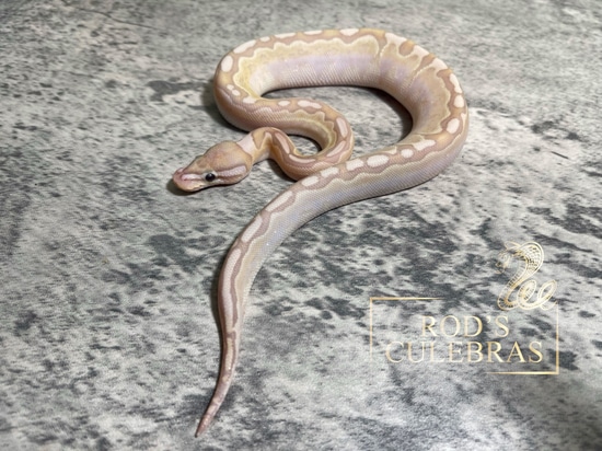 Bamboo Calico Blade Poss. Yellow Belly 100% Het Clown Ball Python by ...