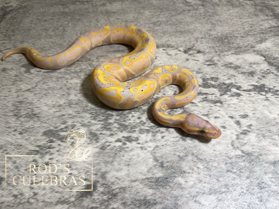 Banana Calico Het Pied Ball Python by Rod's Culebras