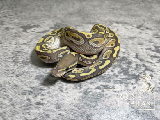 Butter Ghost Ball Python by Rod's Culebras