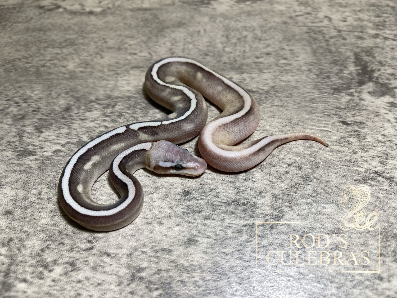 Pastel GHI Mojave Calico Vanilla Or Fire Ball Python by Rod's Culebras ...
