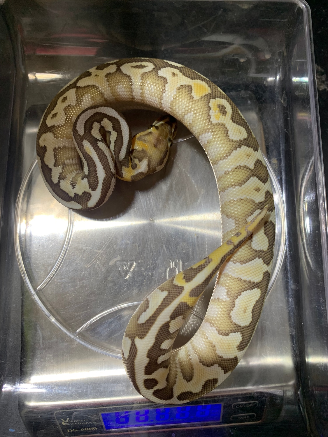 Pastel Spotnose Butter Paradox Het Clown Ball Python by Just Wright ...