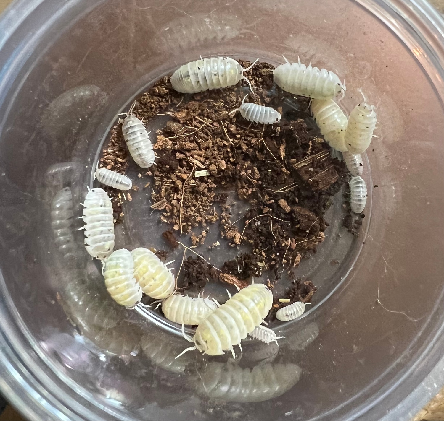 20+ Ct Armadillidium Vulgare 'Magic Potion Isopod by Knature Things ...