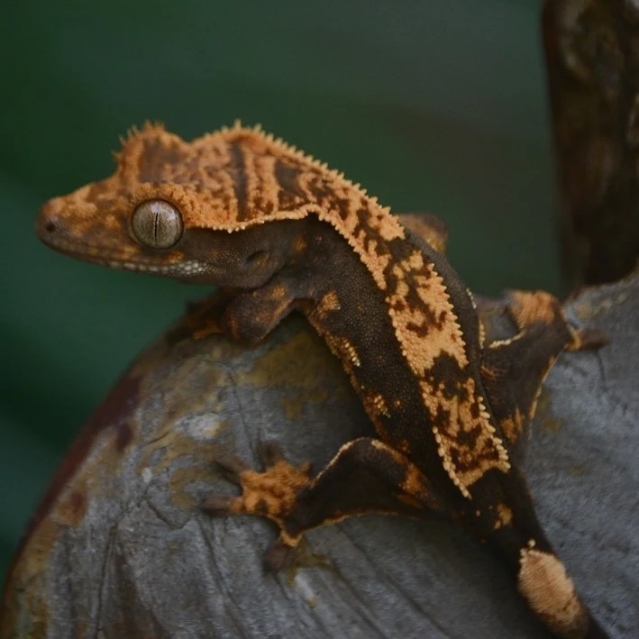 NPV Dark Flame Crested Gecko by The Crested Crocodile - MorphMarket