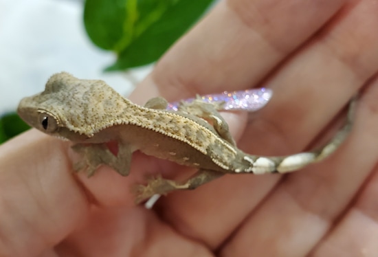 50% Possible Het Axanthic Crested Gecko by The Crested Crocodile