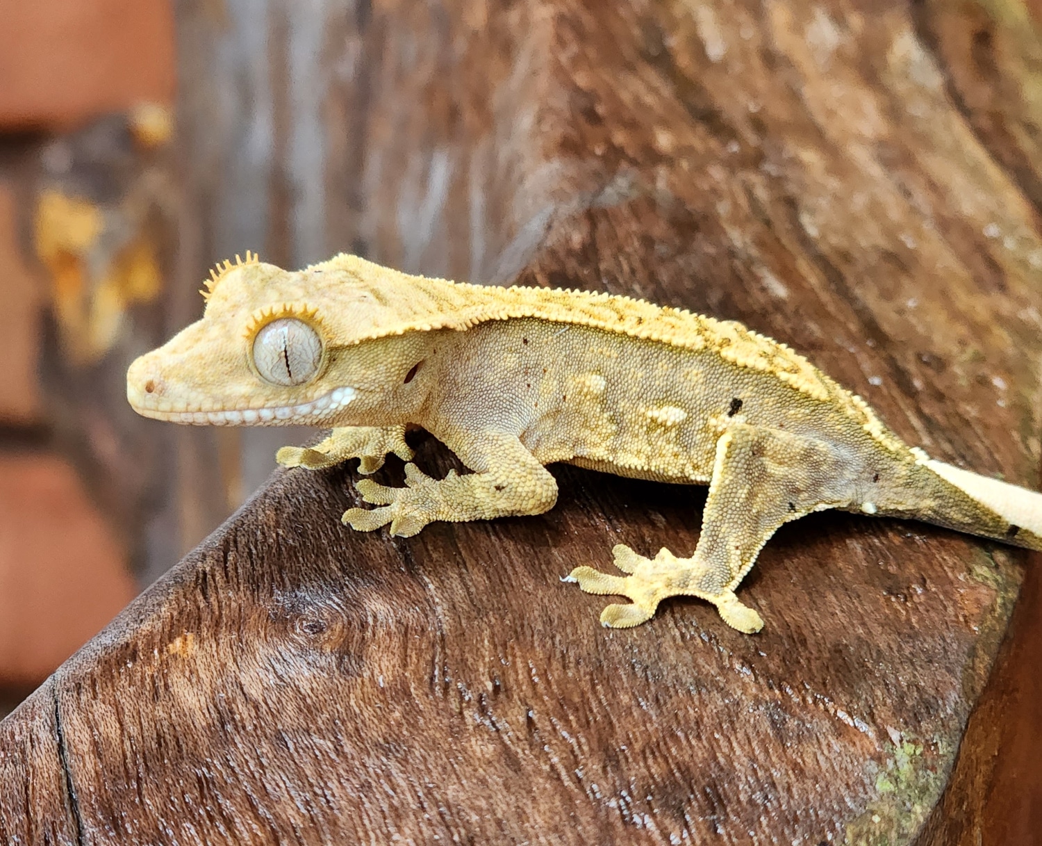 Extreme Harlequin Crested Gecko by The Crested Crocodile - MorphMarket