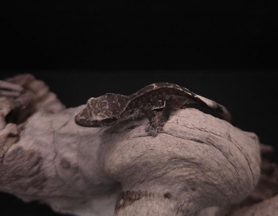 Visual Axanthic - BOGO Crested Gecko by The Crested Crocodile