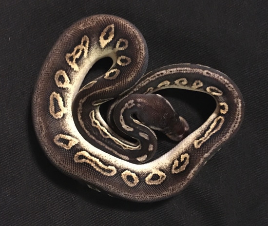 Blackhead Cinnamon Pastel Ball Python by Rodney Atkinson Ball Pythons