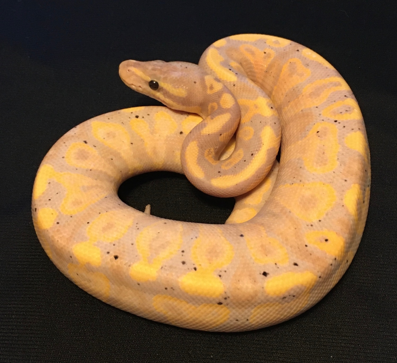 Banana Het Ghost Ball Python by Rodney Atkinson Ball Pythons - MorphMarket