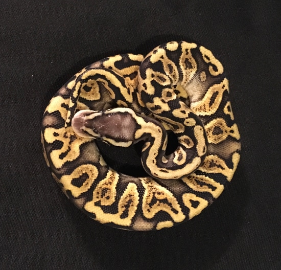 GHI Pastel Het VPI Axanthic Ball Python by Rodney Atkinson Ball Pythons