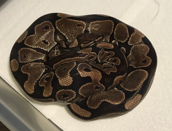 VPI Axanthic Ball Python by Rodney Atkinson Ball Pythons