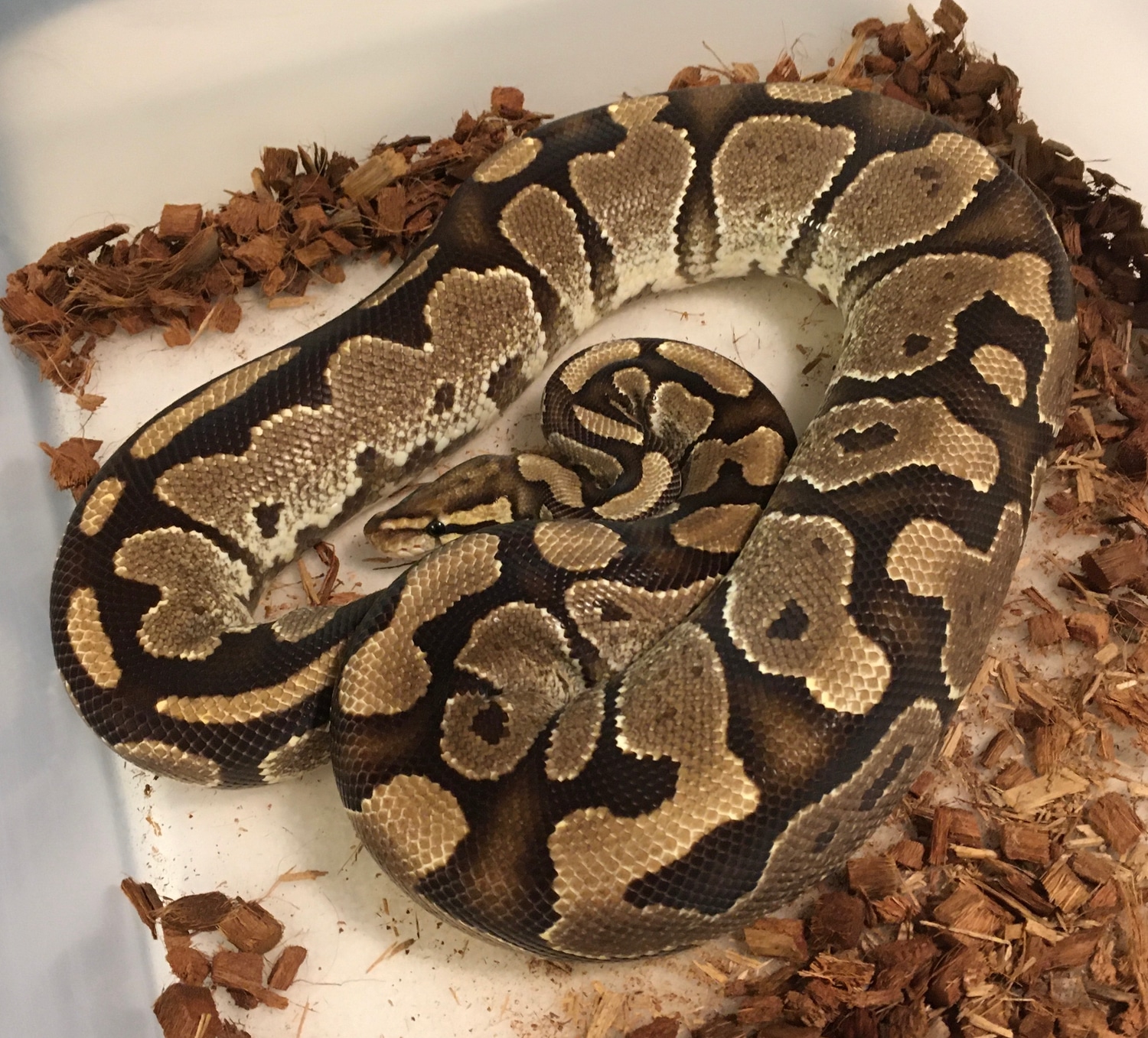 Fire Ball Python by Rodney Atkinson Ball Pythons - MorphMarket