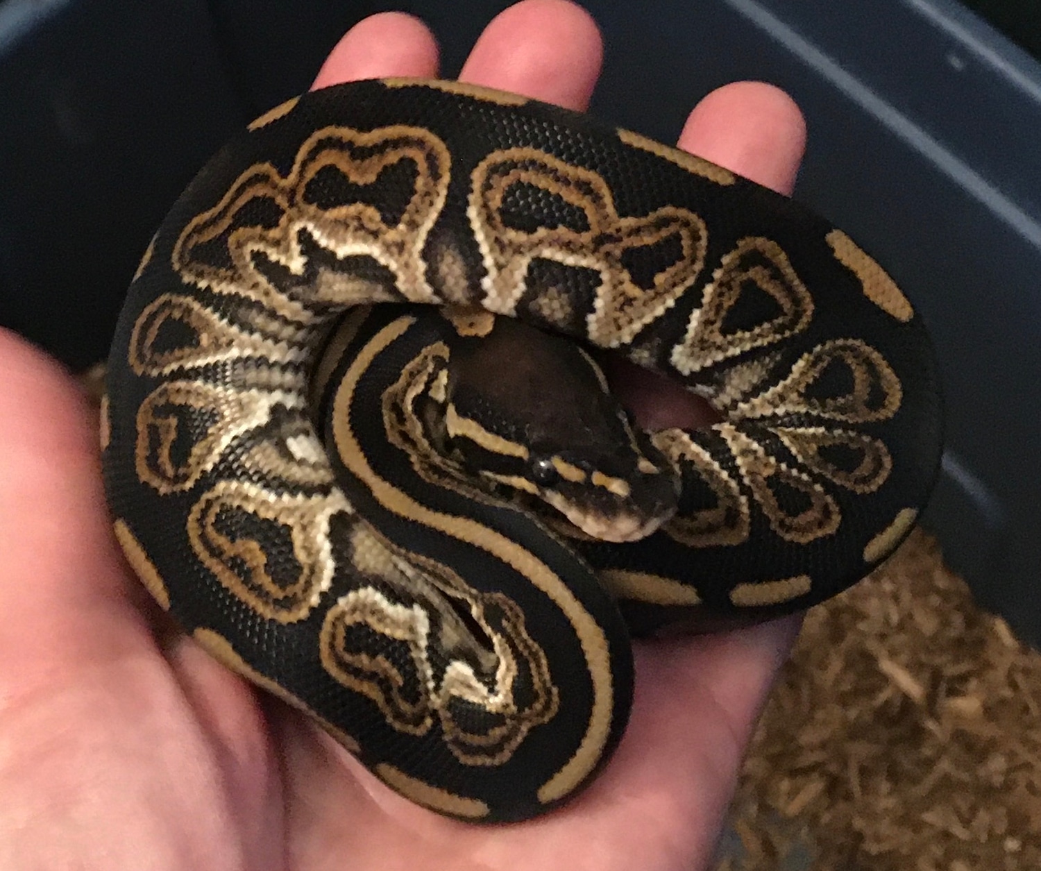 Huffman Het Red Axanthic Ball Python by Rodney Atkinson Ball Pythons ...
