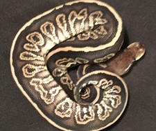 Onyx Ball Python by Rodney Atkinson Ball Pythons - MorphMarket