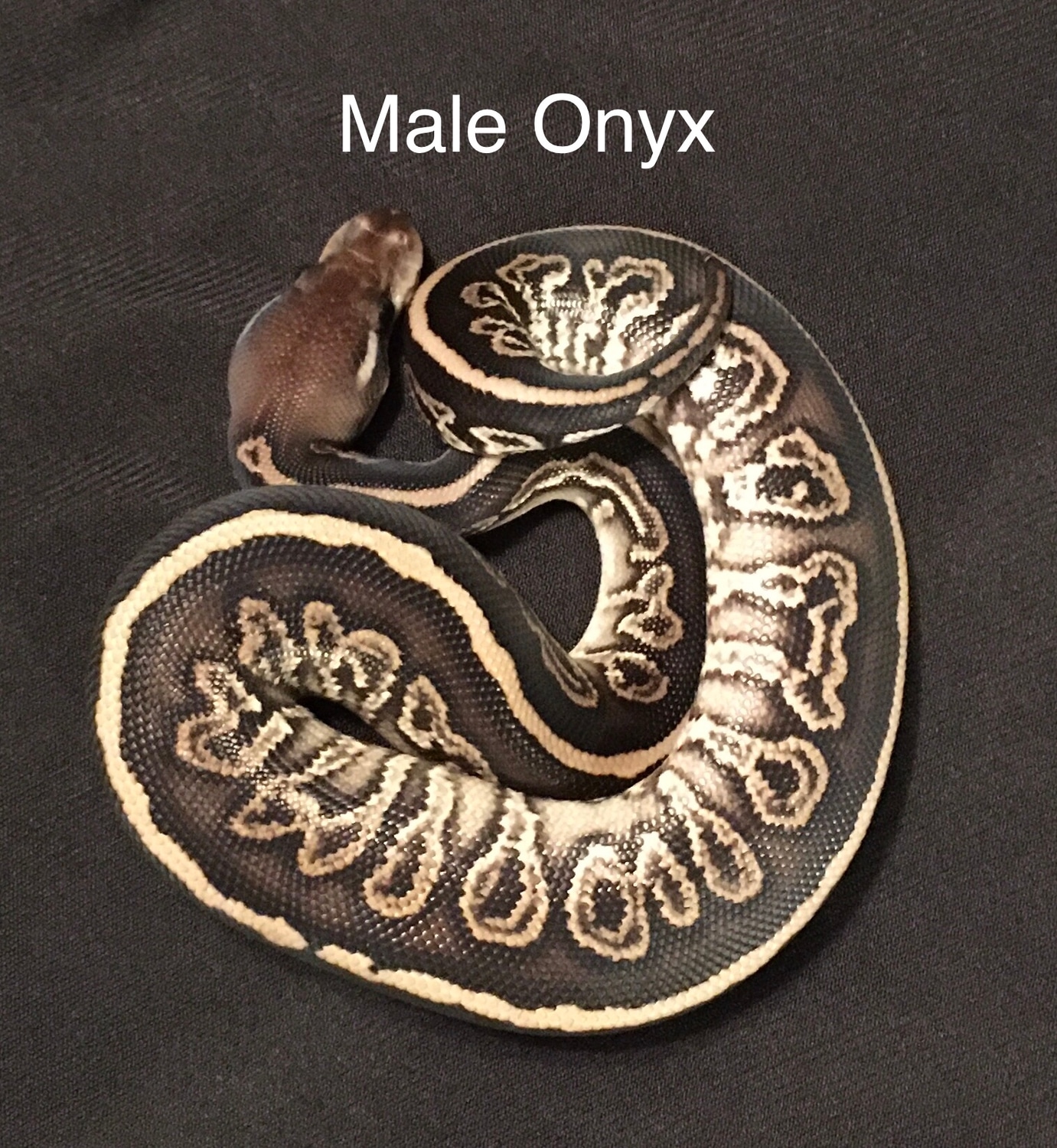 Onyx Ball Python by Rodney Atkinson Ball Pythons - MorphMarket