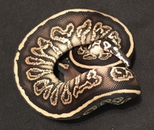 Onyx Ball Python by Rodney Atkinson Ball Pythons - MorphMarket