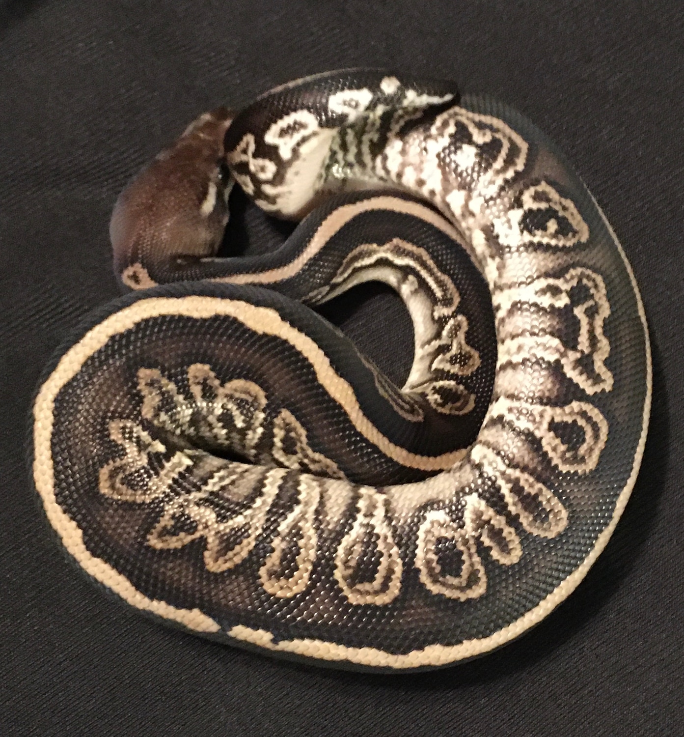 Onyx Ball Python by Rodney Atkinson Ball Pythons - MorphMarket