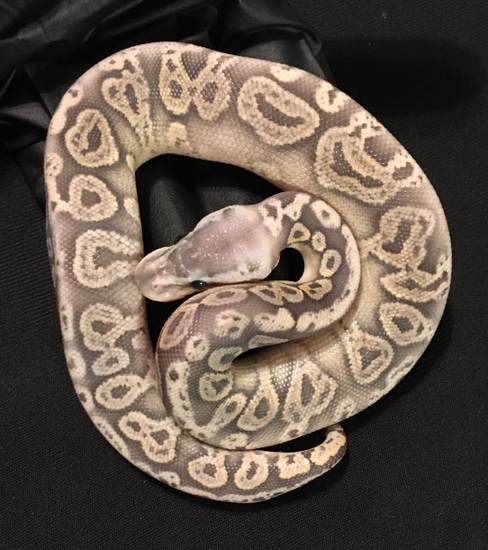 Black Pewter Ghost Ball Python by Rodney Atkinson Ball Pythons