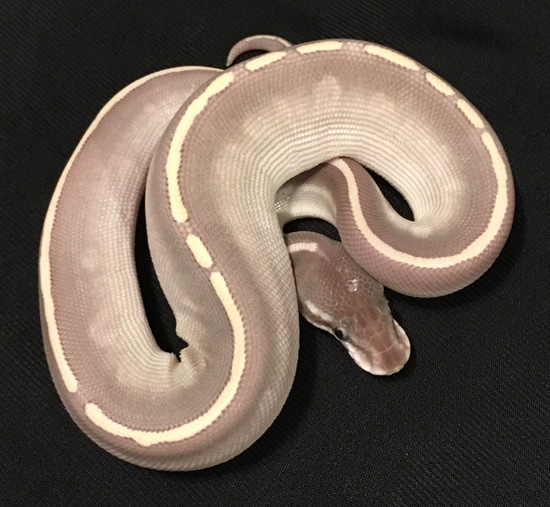 Purple Passion Ball Python by Rodney Atkinson Ball Pythons