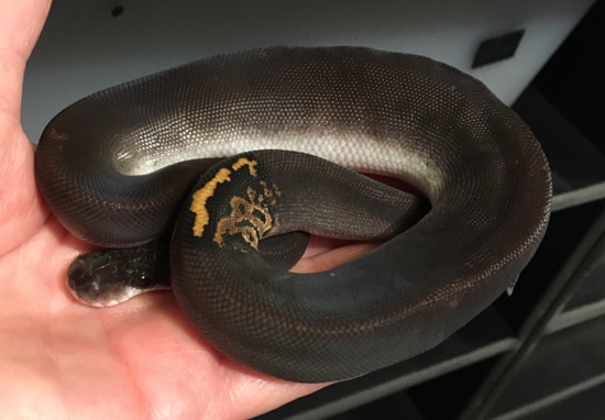 8-Ball Ball Python by Rodney Atkinson Ball Pythons