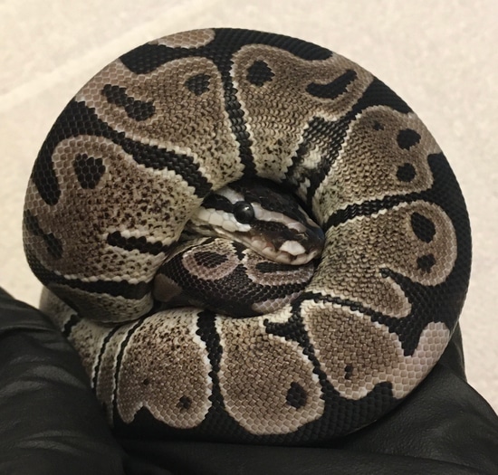 Female Het Albino VPI Axanthic Ball Python by Rodney Atkinson Ball Pythons