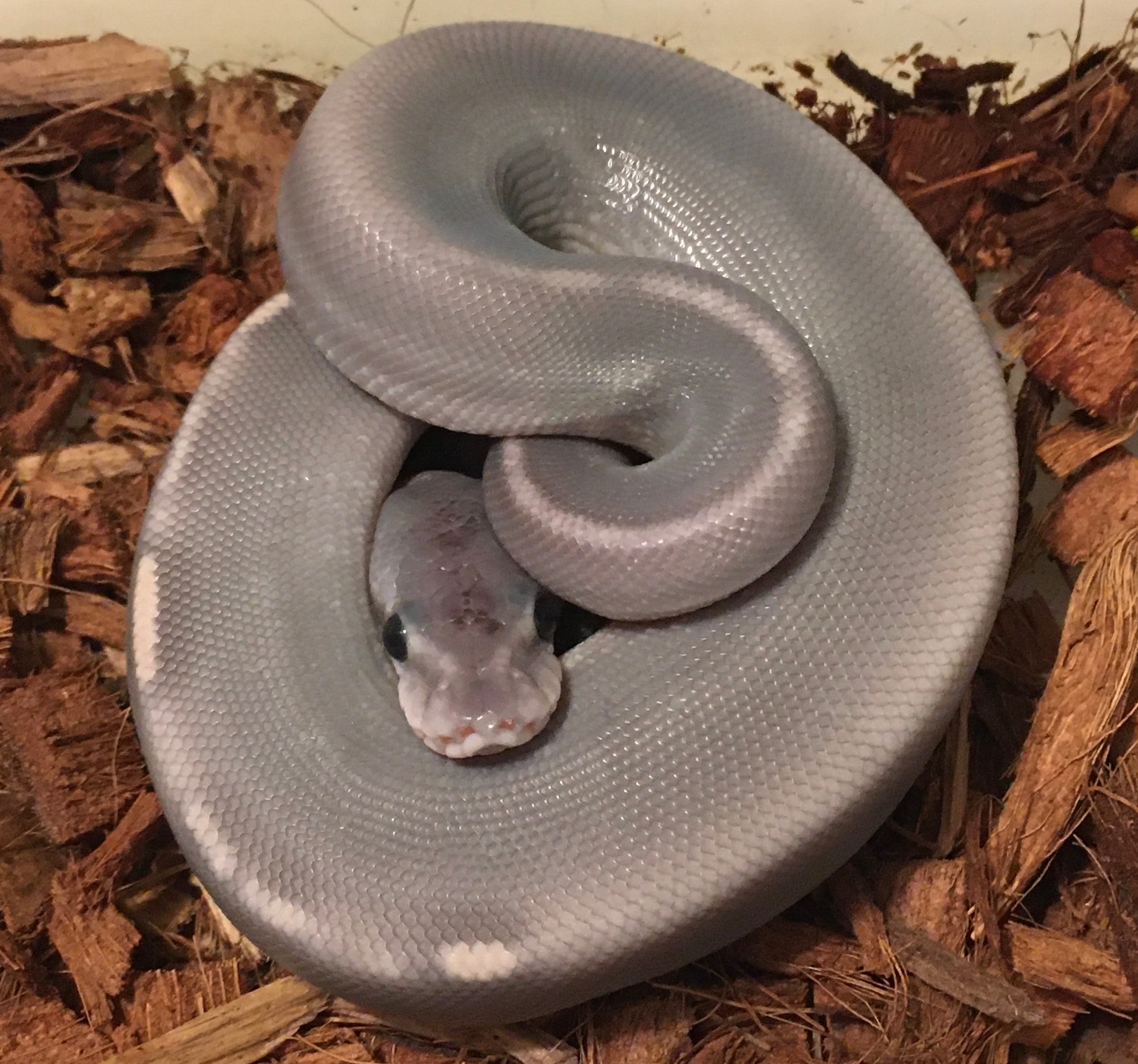 GHI Black Magic Ghost Ball Python by Rodney Atkinson Ball Pythons ...