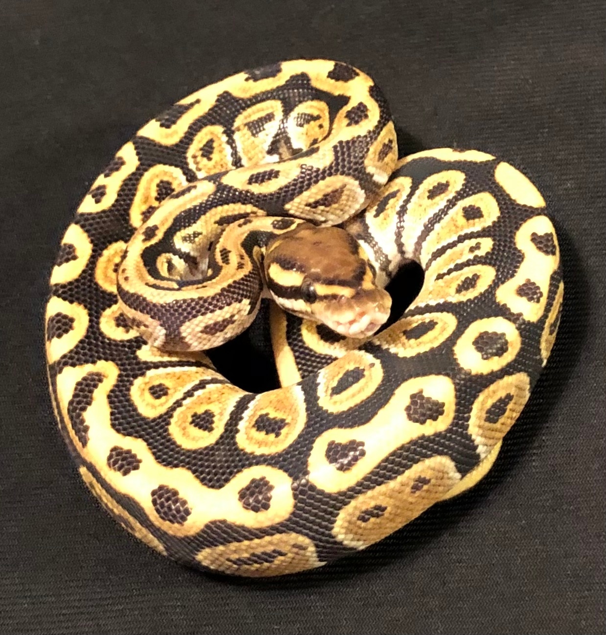 Cypress Honey Spark Ball Python by Rodney Atkinson Ball Pythons ...