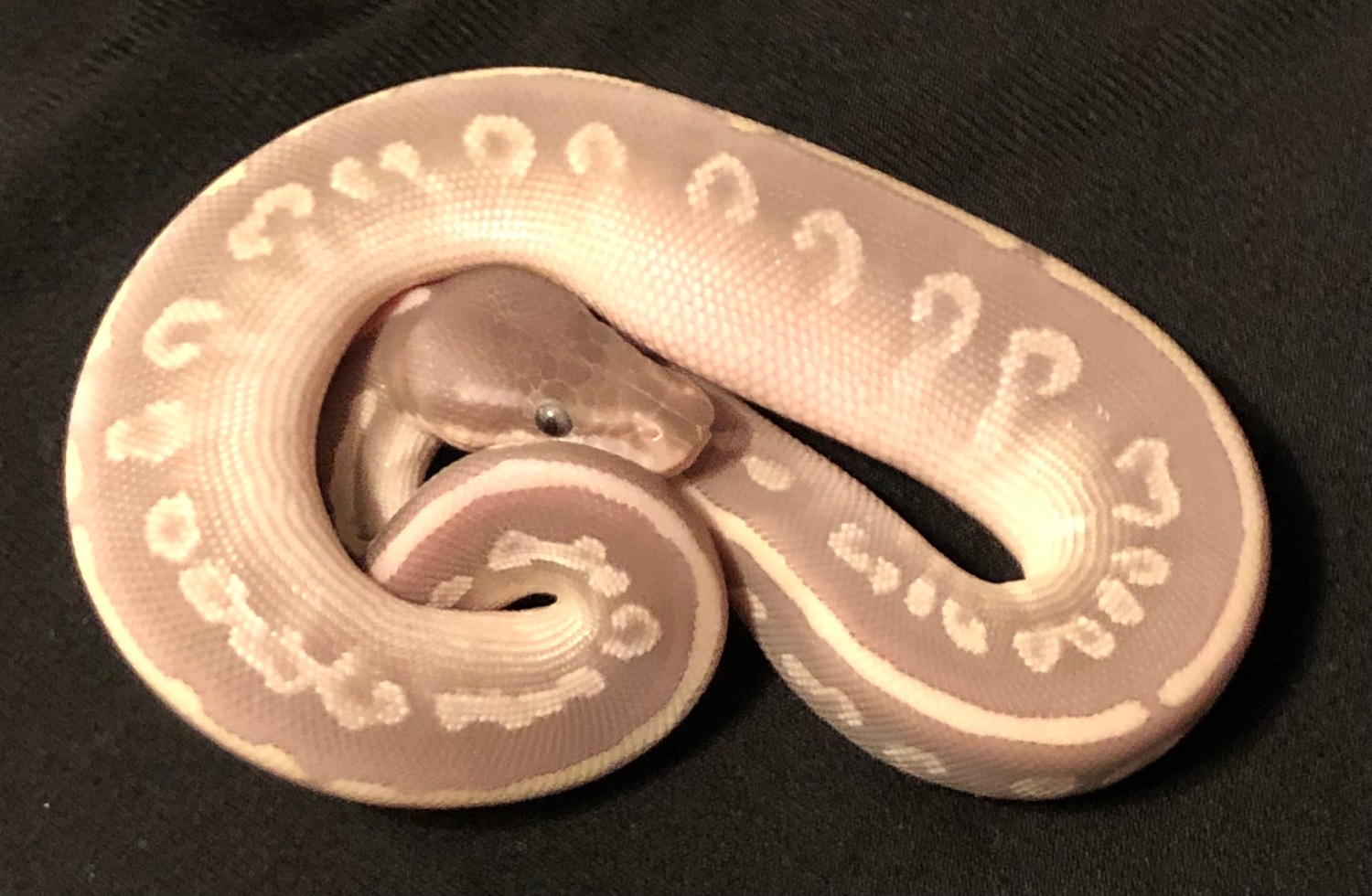 Female Mystic Potion Ball Python by Rodney Atkinson Ball Pythons ...