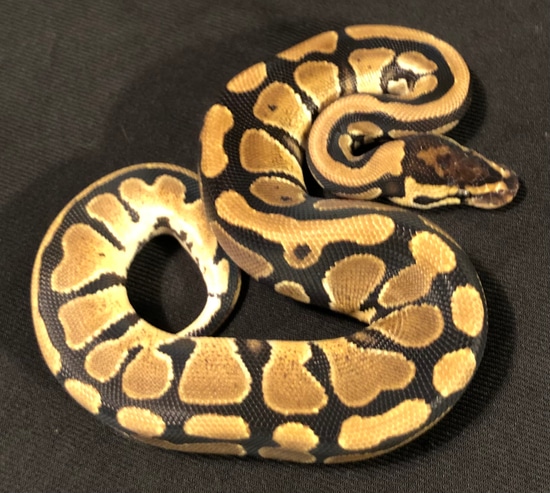 Female Normal Ball Python by Rodney Atkinson Ball Pythons