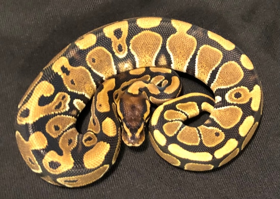 Female Normal Ball Python by Rodney Atkinson Ball Pythons